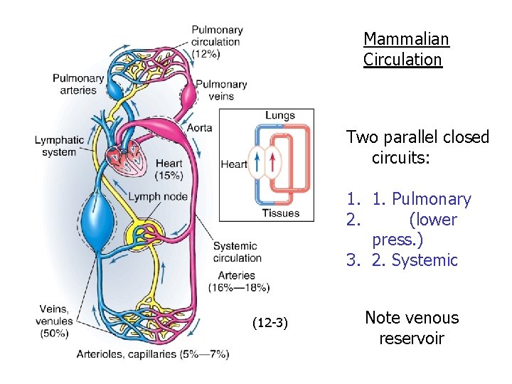 Lecture 16 23 Oct 2003 Chapter 12 Circulation