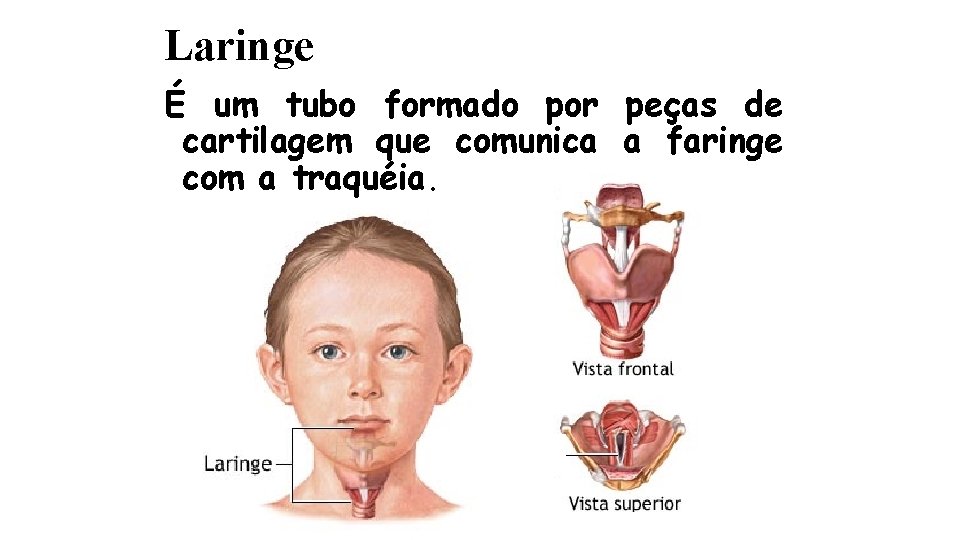 Fisiologia Humana Sistema Respiratrio Prof Elaine Lima Estruturas
