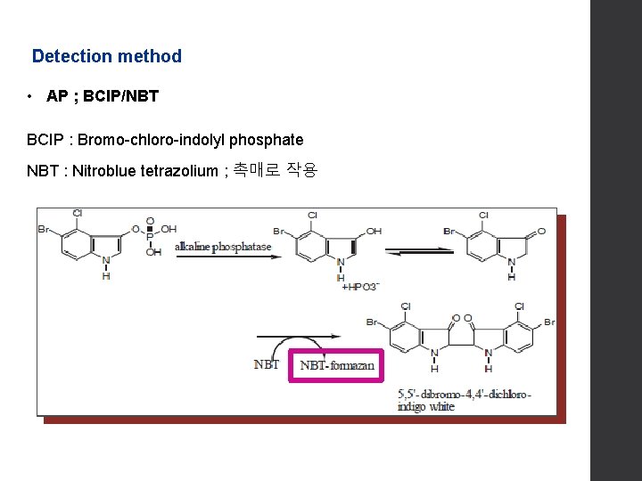 Western Blot analysis using GAPDH antibody S 423