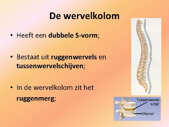Leskaart 3 Blessures De wervelkolom spierpijn blessures De