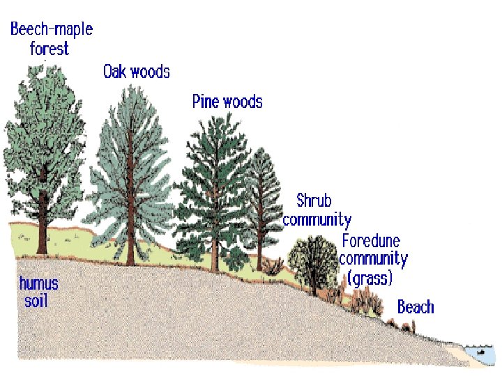 Changes in Ecosystems Ecological Succession What is Ecological