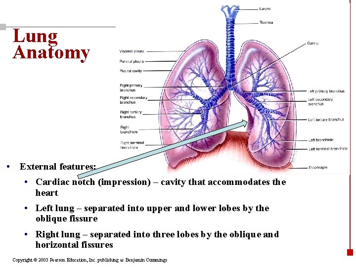 Power Point Lecture Slide Presentation by Vince Austin