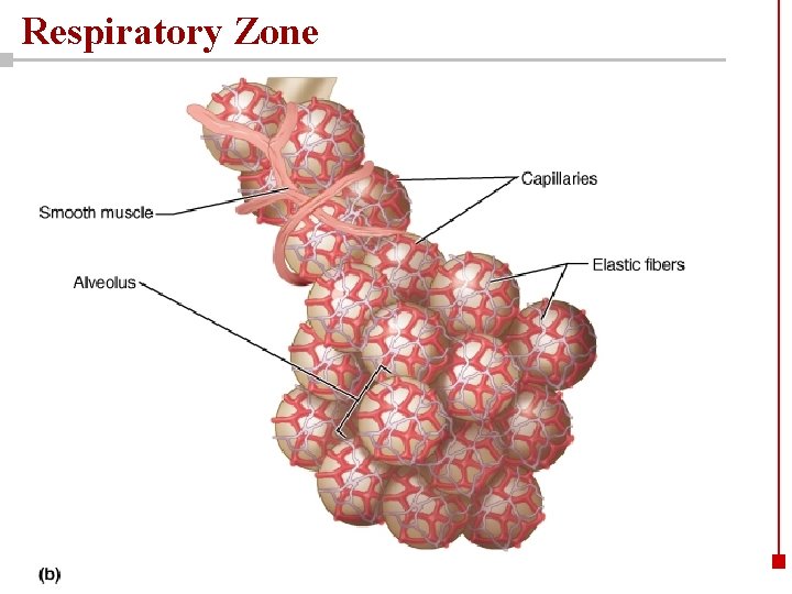Power Point Lecture Slide Presentation by Vince Austin