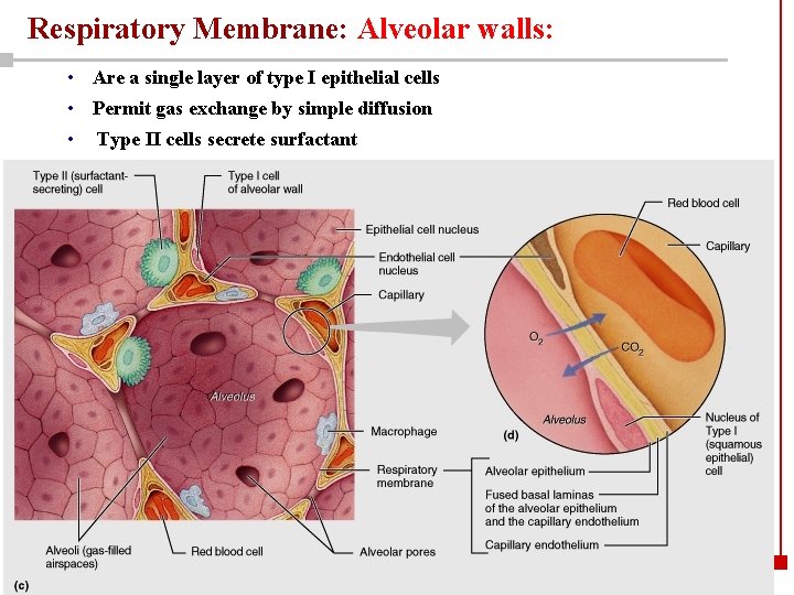 Power Point Lecture Slide Presentation by Vince Austin