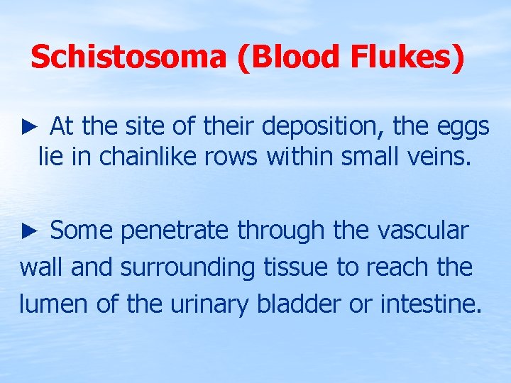 TREMATODES 1 Schistosoma Blood Flukes Do Dr Hrisi