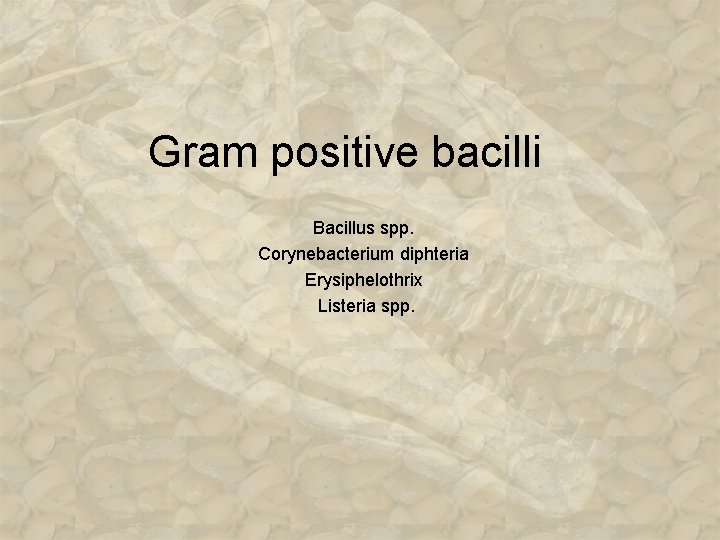 Gram positive bacilli Bacillus spp Corynebacterium diphteria ...