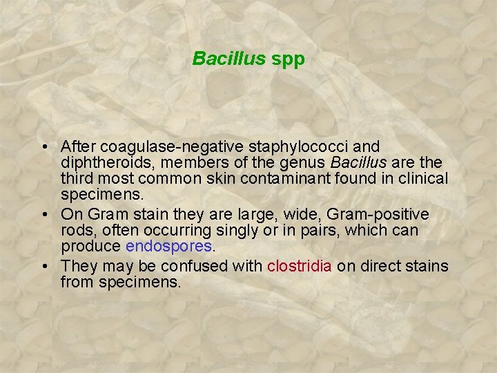 Gram positive bacilli Bacillus spp Corynebacterium diphteria ...