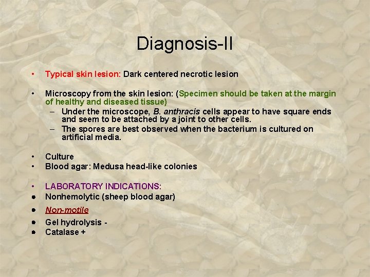 Gram positive bacilli Bacillus spp Corynebacterium diphteria ...