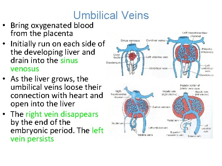 Development of the Veins Dr Shivarama Bhat Learning