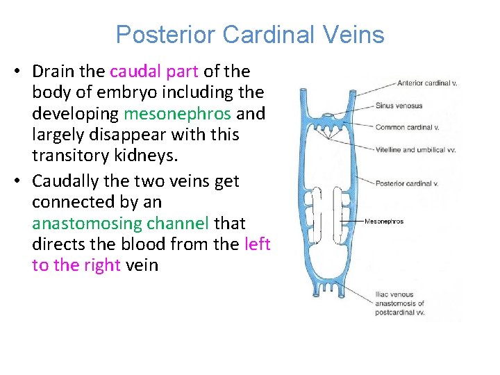 Development of the Veins Dr Shivarama Bhat Learning