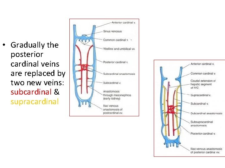 Development of the Veins Dr Shivarama Bhat Learning