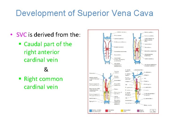 Development of the Veins Dr Shivarama Bhat Learning