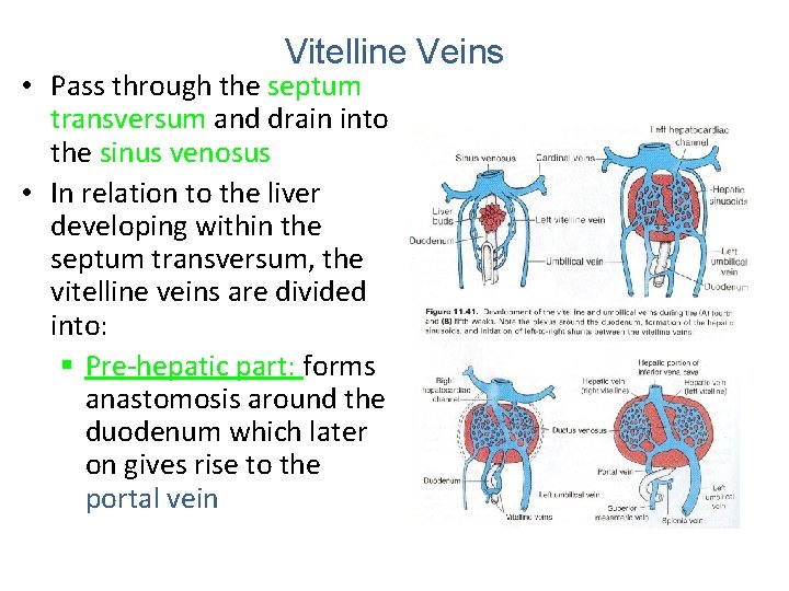 Development of the Veins Dr Shivarama Bhat Learning