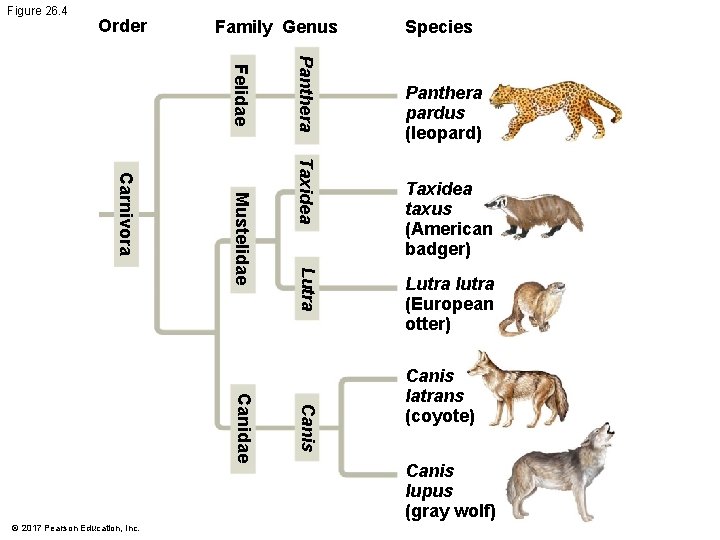 Chapter 26 Phylogeny and the Tree of Life