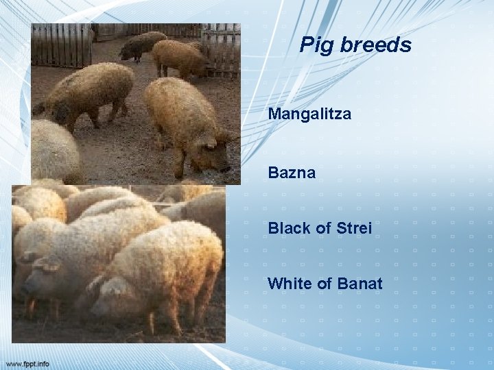 A POSSIBLE VARIANT OF PRESERVING IN VIVO THE
