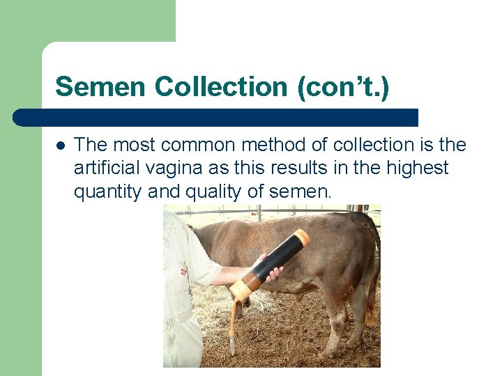 Artificial Insemination in Cattle By Valerie D Blair