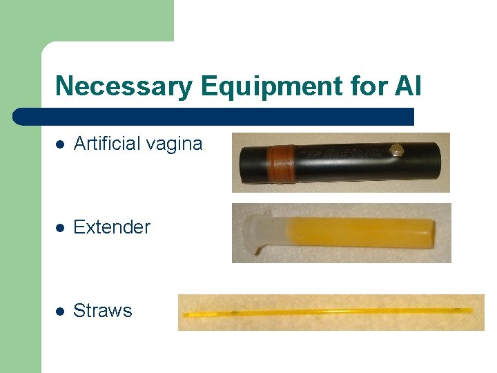 Artificial Insemination in Cattle By Valerie D Blair