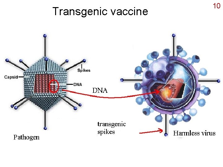 Biotechnology 1 What is Biotechnology Use of organisms