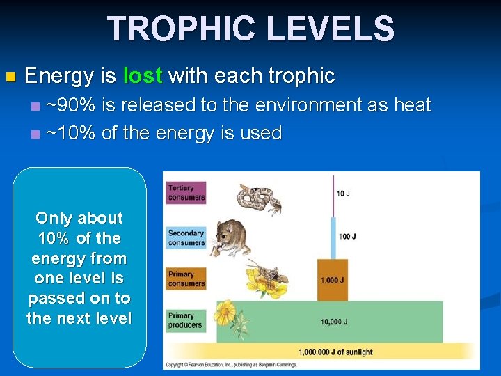 ENERGY FLOW IN ECOSYSTEM n How does energy