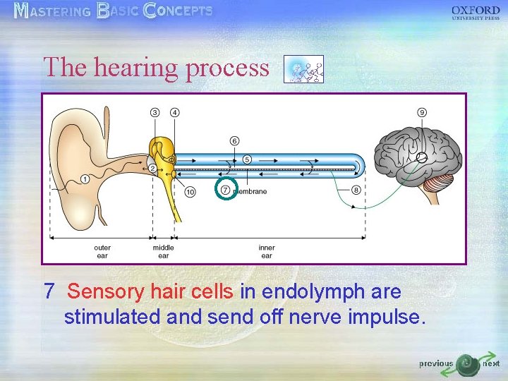 The ears The structure of an ear Outer