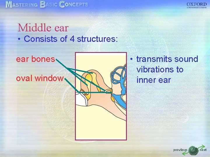 The ears The structure of an ear Outer