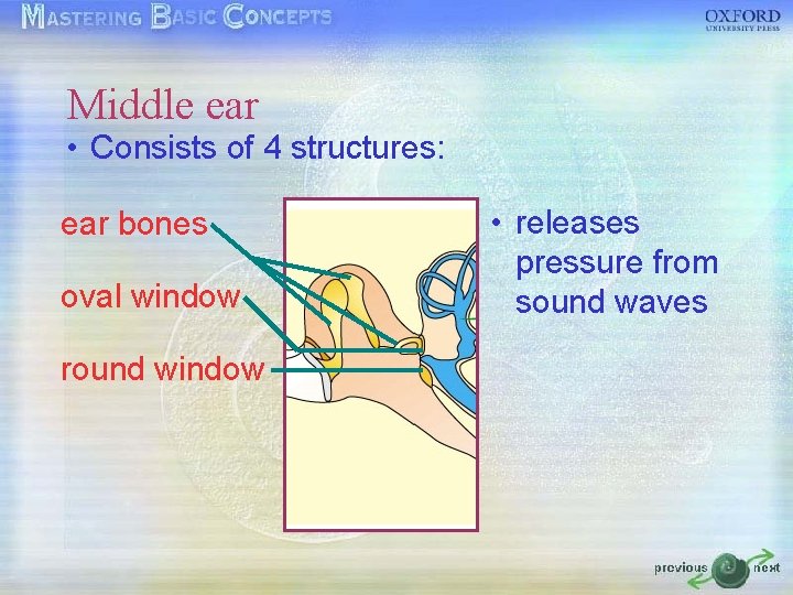 The ears The structure of an ear Outer