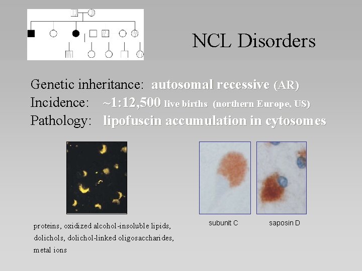 The Neuronal Ceroid Lipofuscinosis NCL Disorders Genetic Aspects