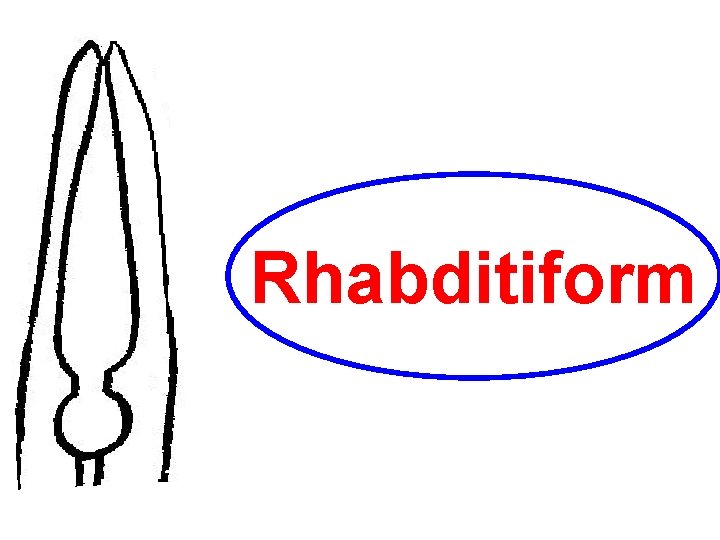 Medical Helminthology Termatoda Cestoda Nematoda Medical Helminthology ...
