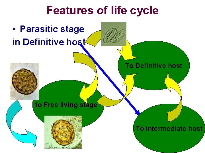 Medical Helminthology Termatoda Cestoda Nematoda Medical Helminthology ...