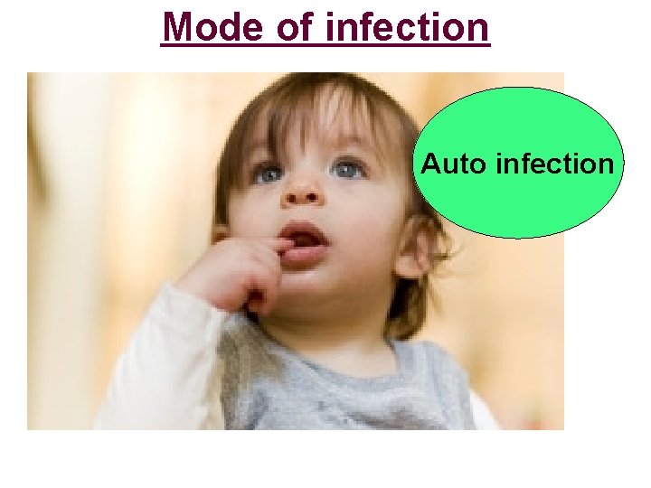 Medical Helminthology Termatoda Cestoda Nematoda Medical Helminthology ...