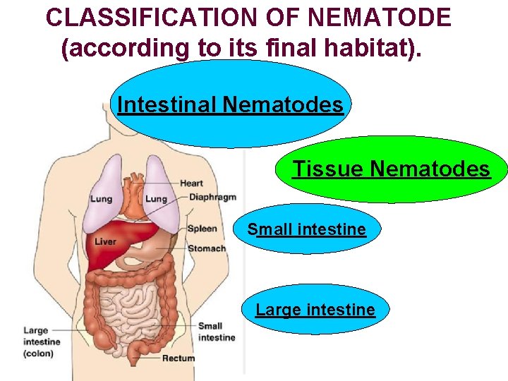 Medical Helminthology Termatoda Cestoda Nematoda Medical Helminthology ...