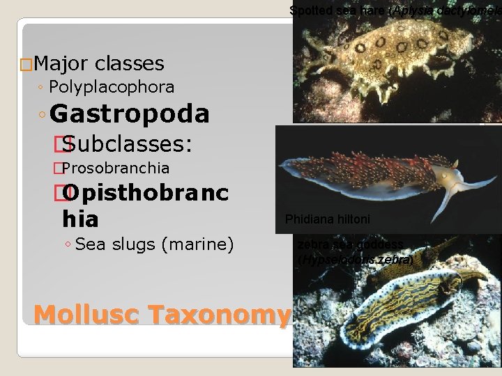 ANPMSS SubjectZoology ChapterPhylum Mollusca Phylum Mollusca Phylum ...