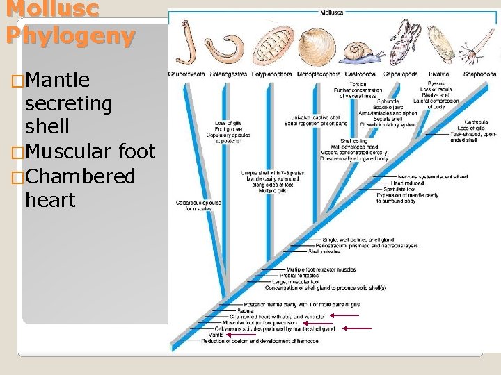 ANPMSS SubjectZoology ChapterPhylum Mollusca Phylum Mollusca Phylum ...