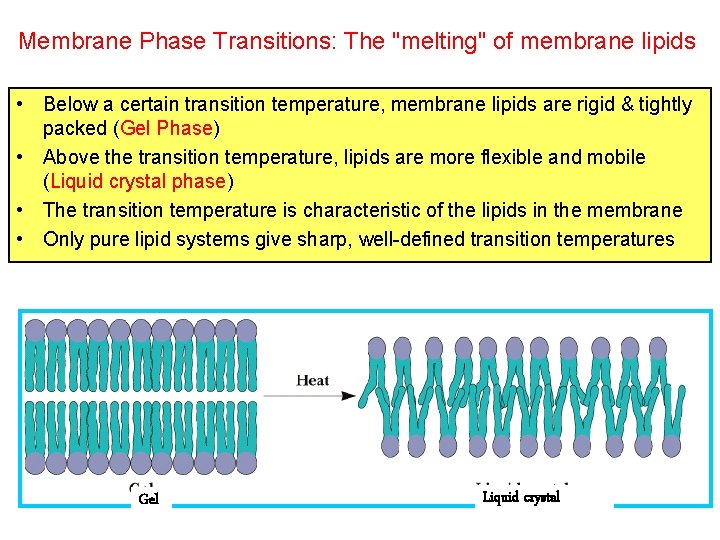Membranes Structure of Membrane Proteins The Manifold Roles