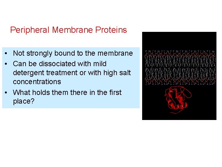Membranes Structure of Membrane Proteins The Manifold Roles
