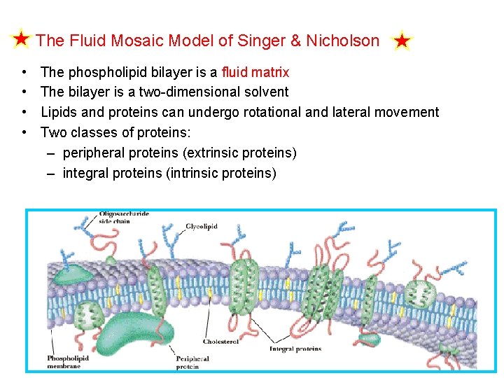Membranes Structure of Membrane Proteins The Manifold Roles