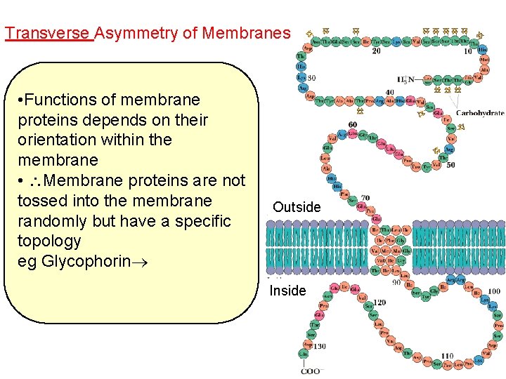 Membranes Structure of Membrane Proteins The Manifold Roles