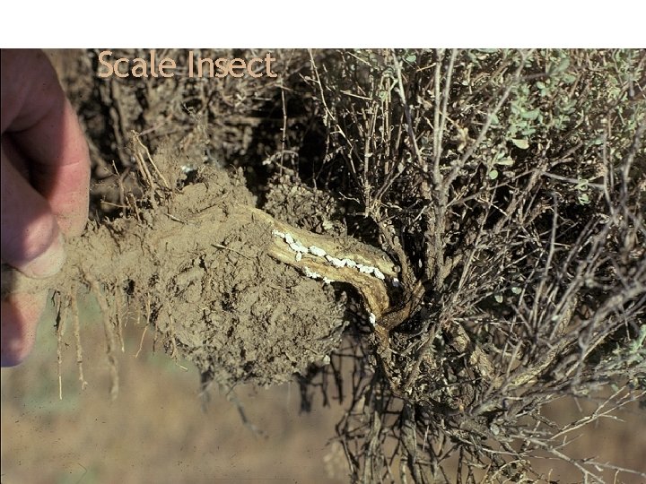 RANGELAND INVENTORY MONITORING Rangeland Management is The use