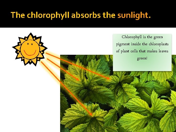 Photosynthesis Respiration Photosynthesis Photosynthesis Vocabulary ...