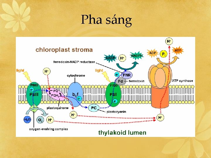 Pha ti trong quang hp Pha ti trong