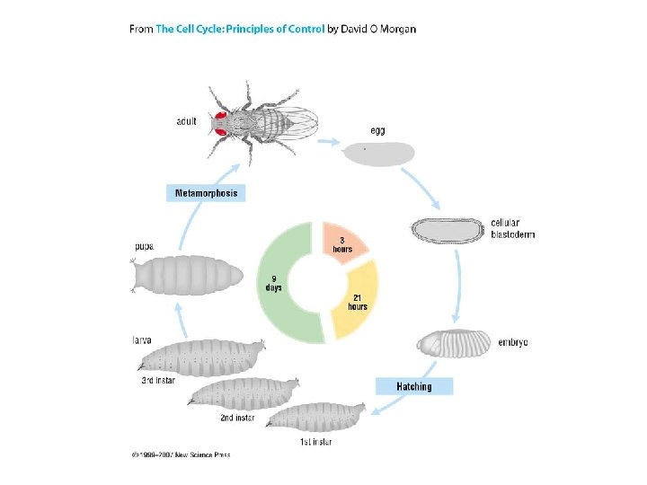 Fruit fly Drosophila melanogaster Fruit fly 180 Mb