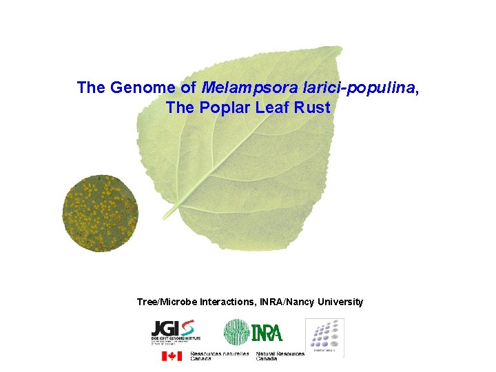 The Genome of Melampsora laricipopulina The Poplar Leaf
