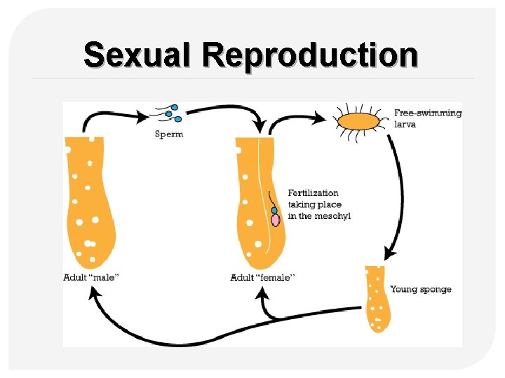 Sponges Outline Sponges Definition Sponges Structure Sponges Reproduction