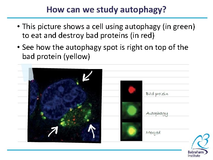 Autophagy Recycling inside cells babrahaminst Introduction to autophagy