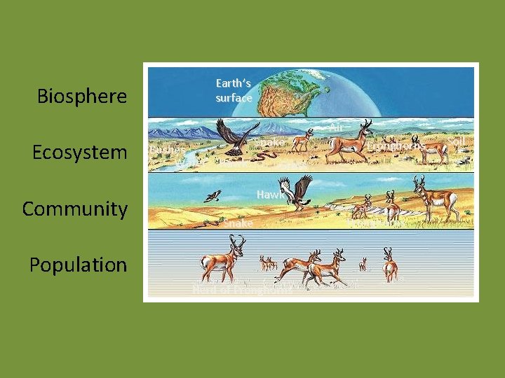 Cellular Organelle Molecular Atomic Subatomic Pronghorn Antelope Organism
