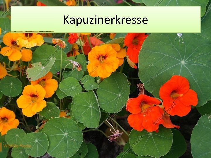 Wiener Walzer 24 02 2021 Kresse Vielfalt Kresse
