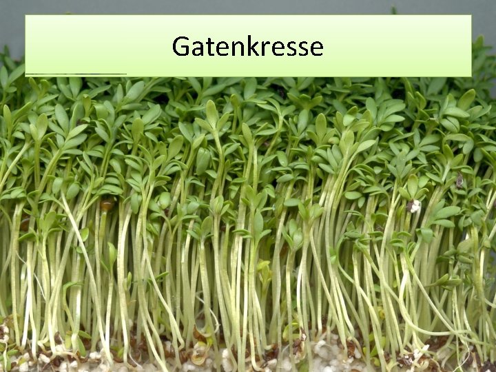 Wiener Walzer 24 02 2021 Kresse Vielfalt Kresse