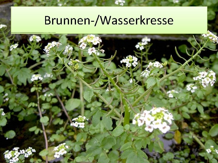 Wiener Walzer 24 02 2021 Kresse Vielfalt Kresse