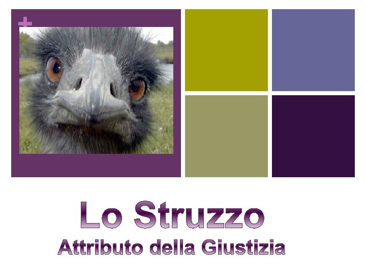 originario dellAfrica Il suo habitat ideale la Savana