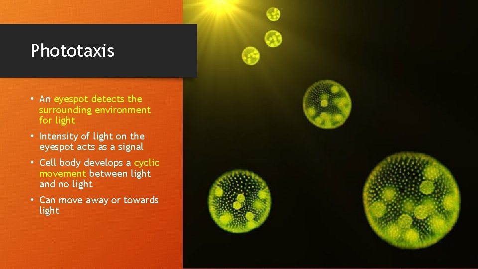 Wavelength Influence on Algal Growth By Aidan Madjerich